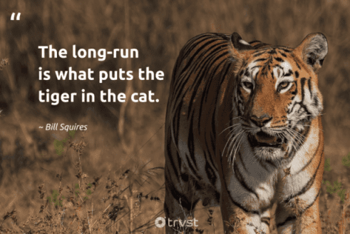 Tiger Sayings: Explore Famous Quotes and Proverbs Featuring Majestic Tigers