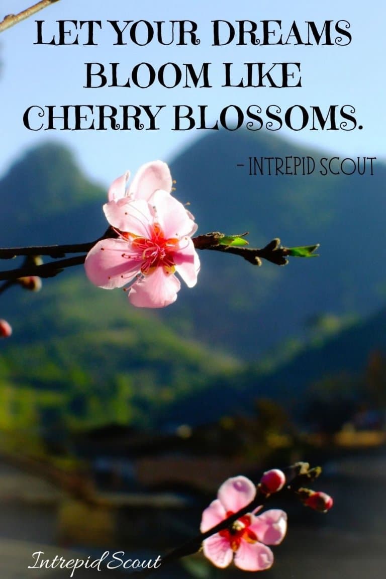 Cherry Blossom Quotes and Captions: Capturing the Beauty and Symbolism ...