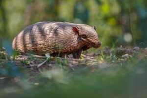 10 Fascinating Facts about Armadillos: Discover the Secrets of these Unique Creatures