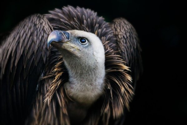 Harpy Eagle Facts: The Ultimate Guide to this Majestic Bird of Prey