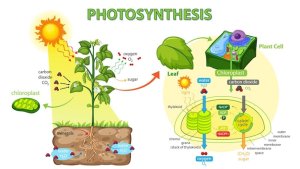 Interesting Facts About Photosynthesis: Discover the Wonders of Plant Life