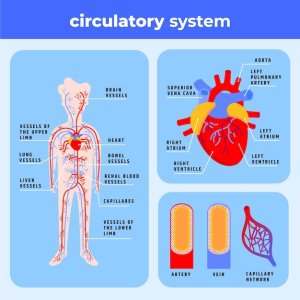 5 Fascinating Facts about the Circulatory System | Discover the ...