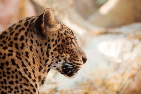 Fascinating Facts About Leopards and Their Remarkable Abilities