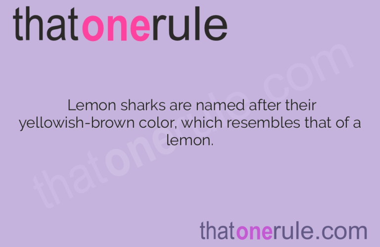Lemon Shark Facts: An In-Depth Exploration of These Fascinating Creatures